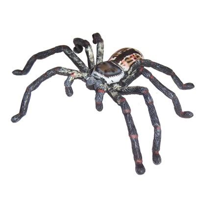 Huntsman Spider Pack Of 10 Science And Nature