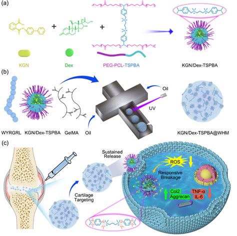 Acs Ami Ros响应性软骨靶向水凝胶微球治疗骨关节炎 X Mol资讯