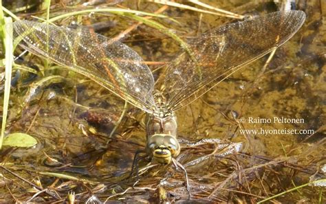 Aeshna Juncea 1 HyÖnteiskuvasto