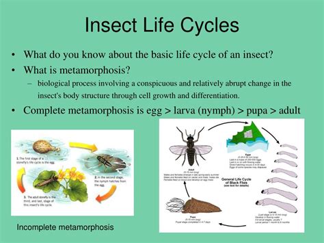 Insect Reproduction Cycle