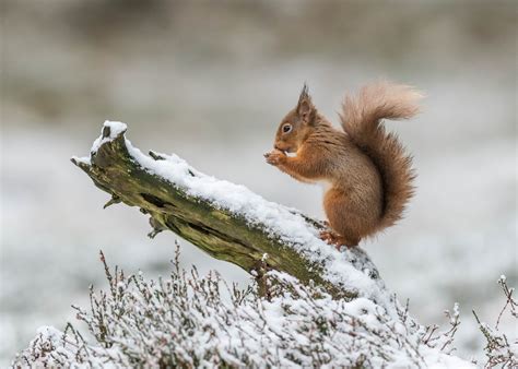 Winter Feast Squirrel Dining In The Snow Hd Animal Wallpaper