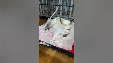 Doxycycline Cat Injections Shortvideo Youtube