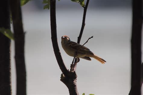 Sparrow Bird Pond Free Photo On Pixabay