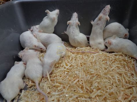 Jenis Mencit Menyediakan Berbagai Jenis Mencit Dan Pembuatan Kandang Bagi Pemula Mencit