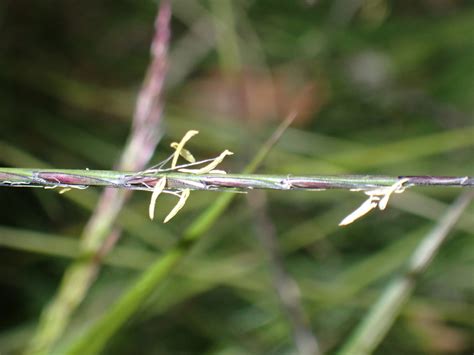 Matgrass From County Durham Uk On June 16 2024 At 0317 Pm By Zeke Marshall · Inaturalist
