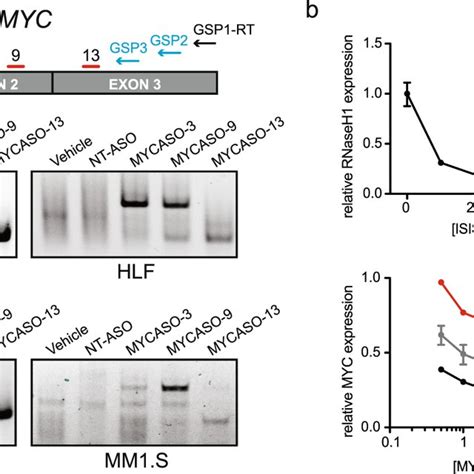 Mycasos Downregulate Myc Expression Through Rnase H1 Mediated Cleavage