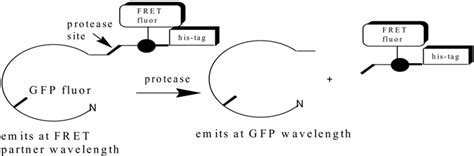 Schematic Representation Of A Gfp Construct Download Scientific Diagram