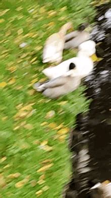 Duck Swimming S Tenor