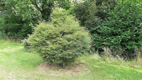 Fagus Sylvatica Trees And Shrubs Online