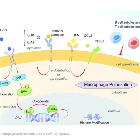 Survival Analysis Of Dlbcl Patients According To Cd5 Positivity A B Download Scientific