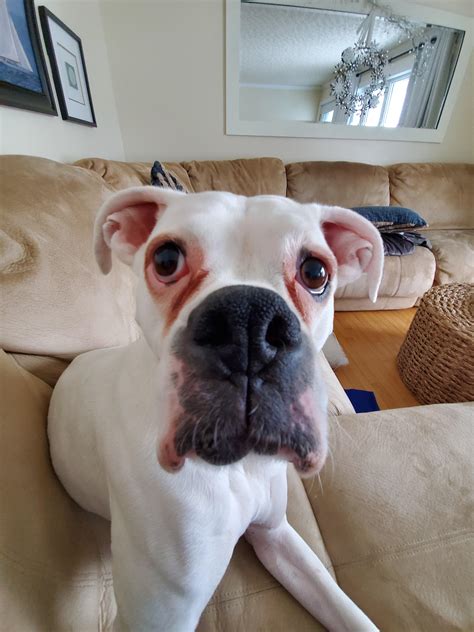 Boxer Derpity Derp Derp R Aww