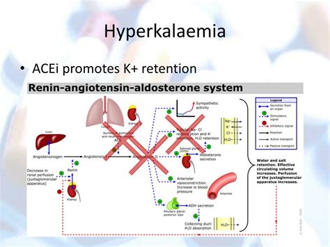 Ppt Ace Inhibitors Powerpoint Presentation Free Download Id2740512