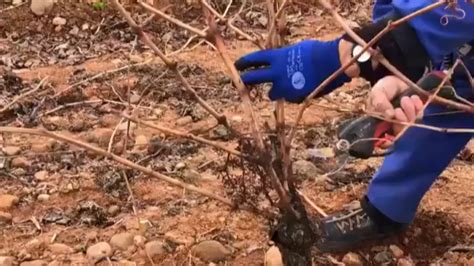 Poda Guyot Simple O Vara Y Pulgar Savit