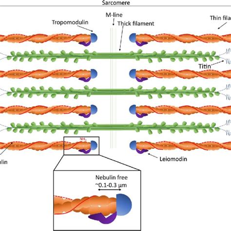 Nebulin In The Skeletal Muscle Sarcomere The Structure And Major