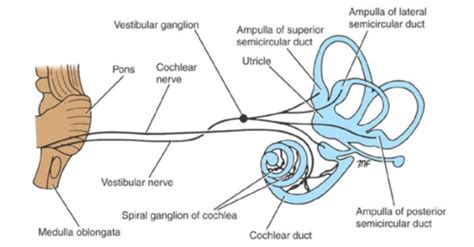 Ph 2205 Lecture 16 Vestibular Nucleus Complex Flashcards Quizlet