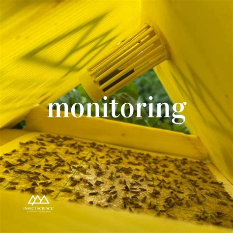 Insect Science The Yellow Delta Trap® In Conjunction