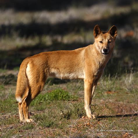 Australian Dingo
