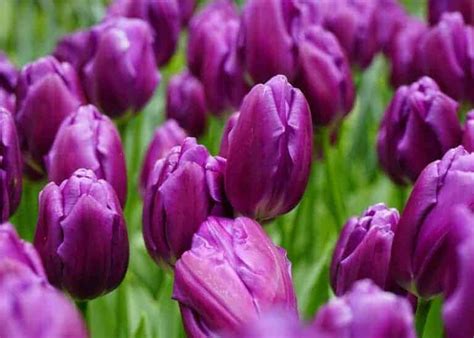 18 Purple Tulips 💜 🌷 Best Varieties For Gardens And Bouquets