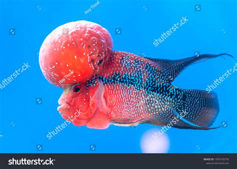 How To Draw Flower Horn Fish