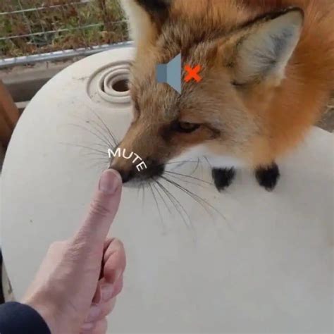 Their Secret Mute Button Has Been Uncovered Reverythingfoxes