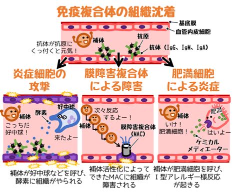 Ⅰ型~Ⅳ型 アレルギー の機序をイラスト解説and疾患まとめ｜どっと New Life