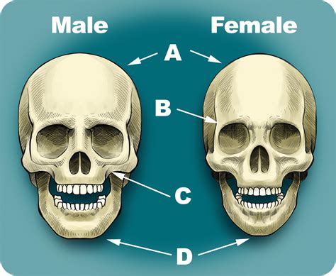 Facial Gender Differences In Nonsurgical Treatments And Treatment Of