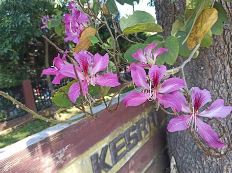 Bauhinia Purpurea Bunga Kupu Kupu Berwarna Ungu Baek