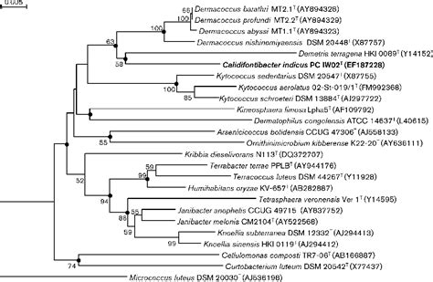 Dermacoccus Nishinomiyaensis Semantic Scholar