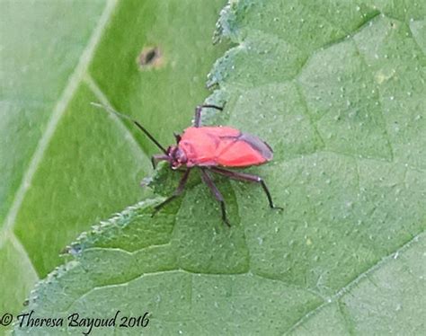 Red Bug Lopidea Bugguide Net