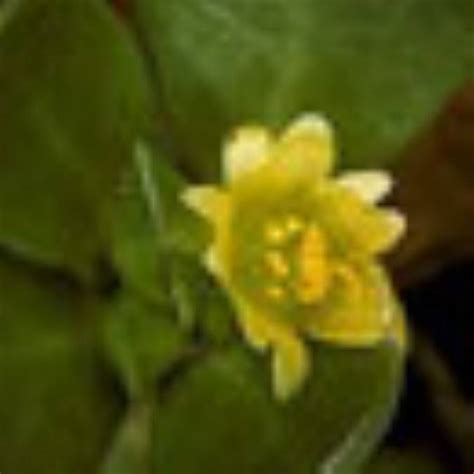 مداوا با داروی گیاهی 3