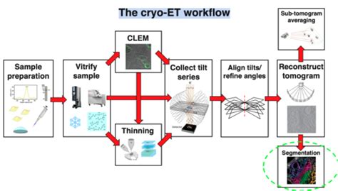 Electron Microscopy 6 Flashcards Quizlet