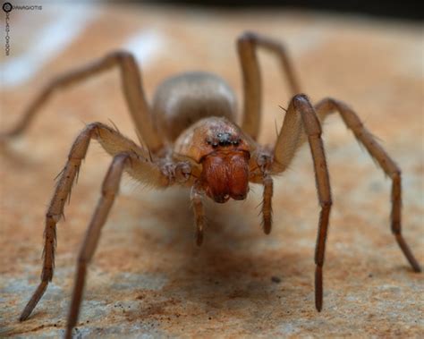Género Drassodes · Inaturalist Mexico