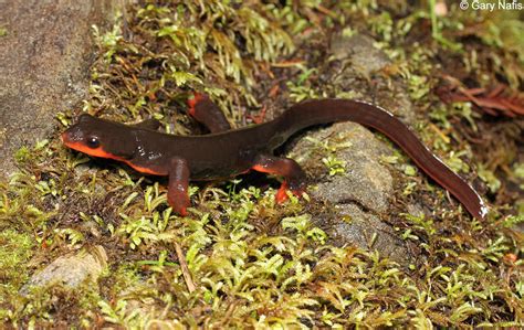 Fire Belly Newt Habitat
