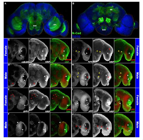 Sex Specific Gene Expression In The A Aegypti Pupal Brain The