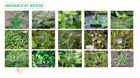 Different Weeds Found On Wheat Field And Other Crops Pdf