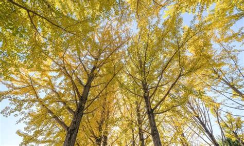 TitleTrees That Smell Like Sperm Nature S Curious Phenomenon
