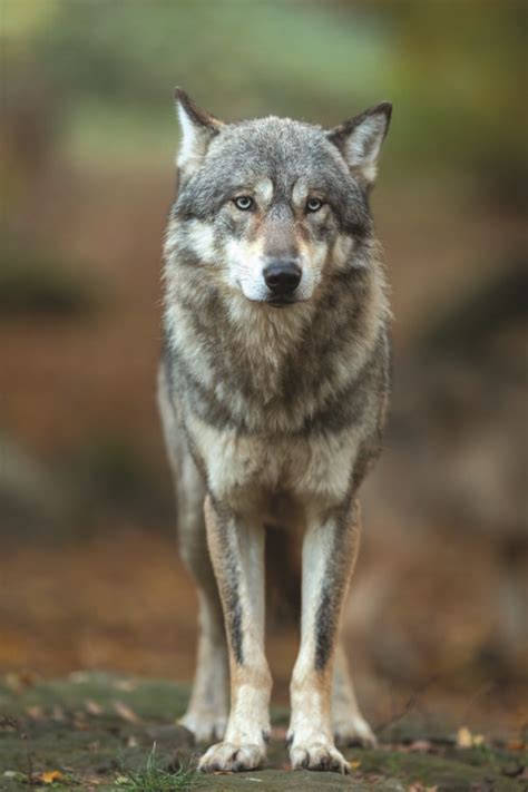 Jura Qui Sont Les Loups Du Jura Jura Toute Linfo Locale Hebdo39