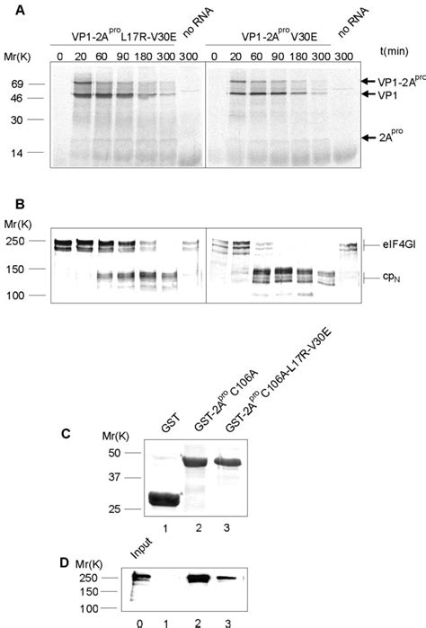 Effect Of The Substitution V30e On The Activity Of Hrv2 2a Pro And Hrv2