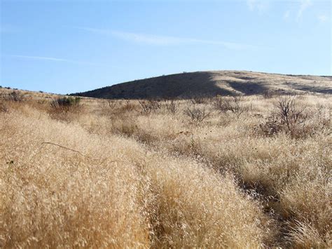 Cheatgrass