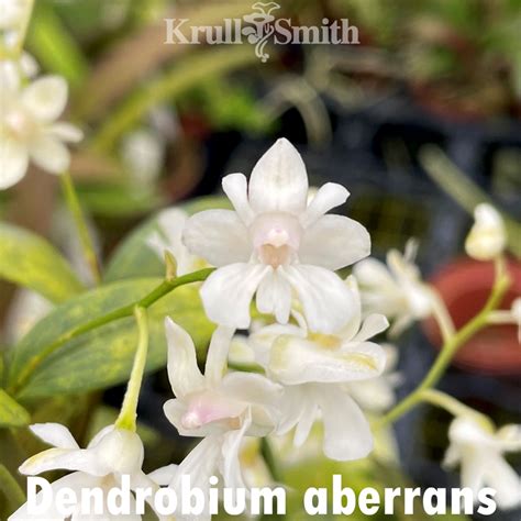 Dendrobium Aberrans