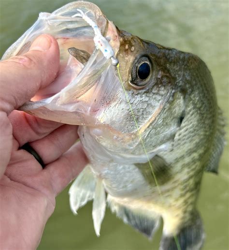 Bobby Garland Hatches Itty Bit Mayfly