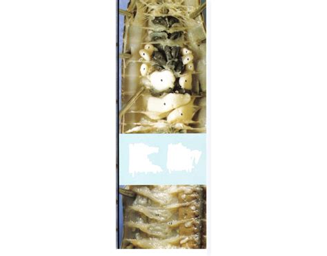 Earthworm Dissection Ii — Printable Worksheet