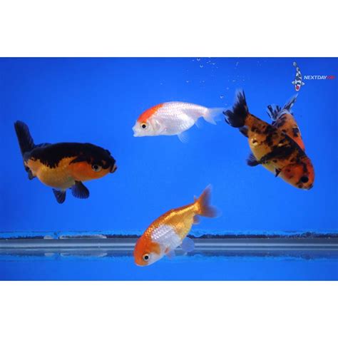 Lot Of 5 2 3” Imported Assorted Ranchu Koi Fish For Sale