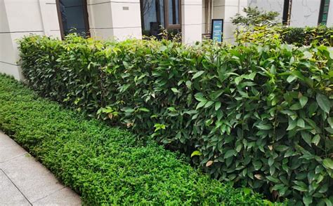 天竺桂绿篱 花瓣网