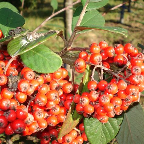 Vente De Cotoneaster Lactea Pépinières Chatelain