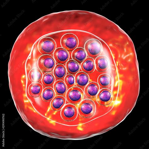 The Malaria Infected Red Blood Cell 3d Illustration Showing Malaria
