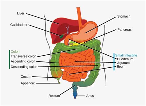 The Human Stomach Has An Extremely Acidic Environment Part Of The