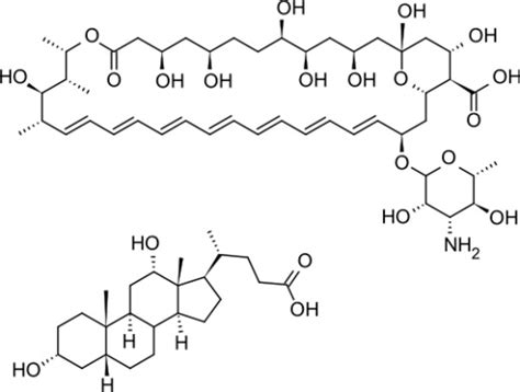 Amphotericin B Readymade™ Solution Cell Culture Toku E