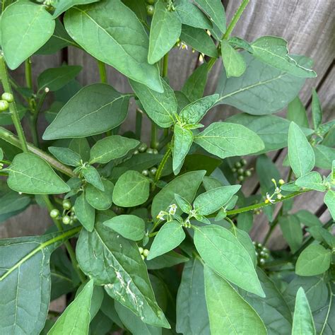 10 Benefits Of Having An American Black Nightshade