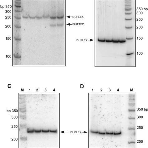 Mobility Shift Assay Using Different Size Pcr Fragments Mobility Shift Download Scientific